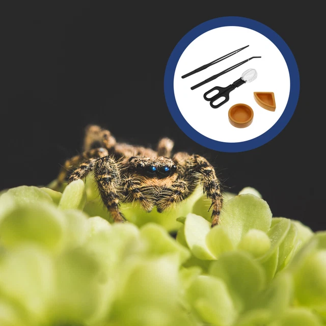 GECKO SCOOP SPIDER Feeding Tweezers Basin Holding Food and Water £24.48 ...