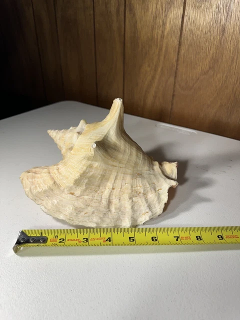 VINTAGE NATURAL LARGE Pink Queen Conch Sea Shell Nautical Ocean Beach ...