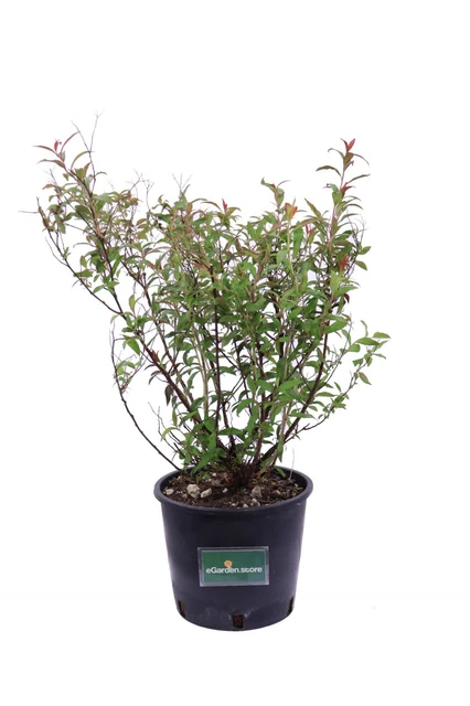 PIANTA DI SPIREA Pianta di Spirea pianta da esterno pianta vera da ...