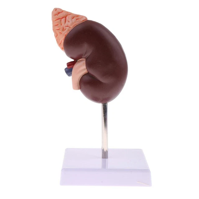 HUMAN KIDNEY MODEL Kidney Model Unique Colors PVC Intuitive Painted For ...