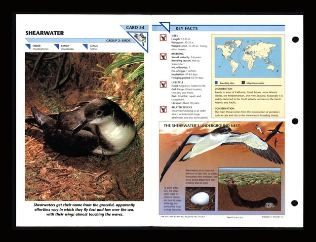 SHEARWATER WILD LIFE Fact File Bird Animal Card Home School Study 2.54 ...