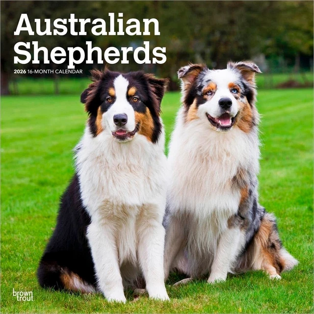 STUNNING AUSTRALIAN SHEPHERDS 2026 Hanging Calendar - 12x24 Inch for ...