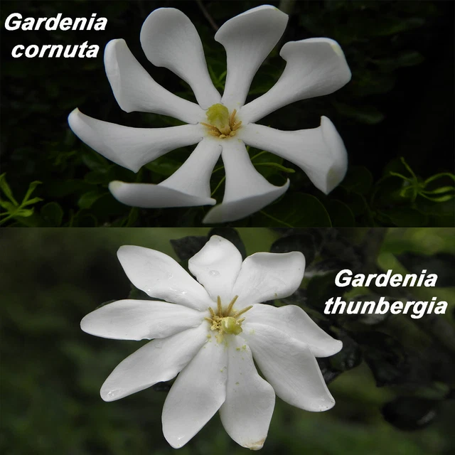 GARDENIA CORNUTA, TERNIFOLIA, Natal Tree / thunbergia, Showy Fragrant ...