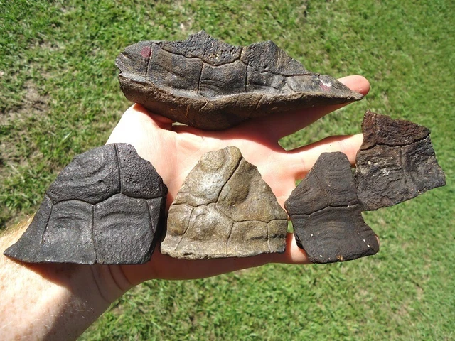 5 SECTION OF Extinct Giant Box Turtle Shell Florida Fossil Ice Age ...