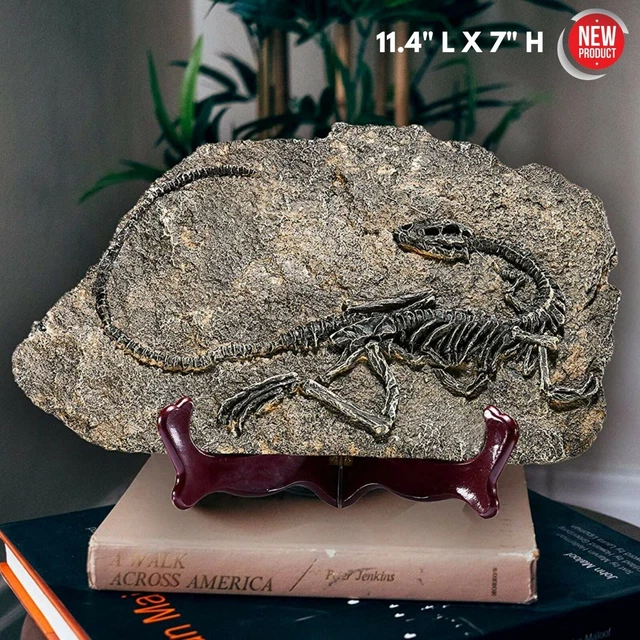 FAUX DINOSAUR FOSSIL Realistic Skeleton Velociraptor Model Jurasic ...