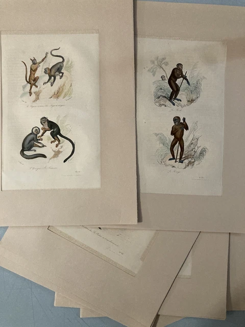 BEAU LOT DE 10 Gravures Gravure Aquarellées Victor Adam Singe No Buffon ...