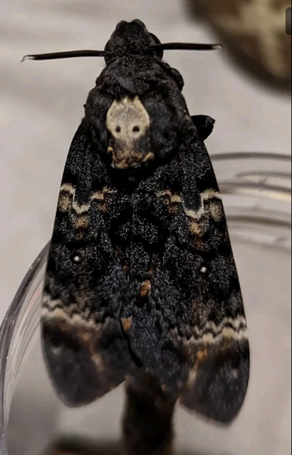 DEATH'S HEAD HAWK Moth Pupae, Chrysalis X 5 , Acherontia Atropos, Live ...