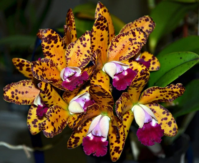 BLC. SUNCOAST SUNSPOTS 'Rosemeath' cattleya orchid plant £24.99 ...