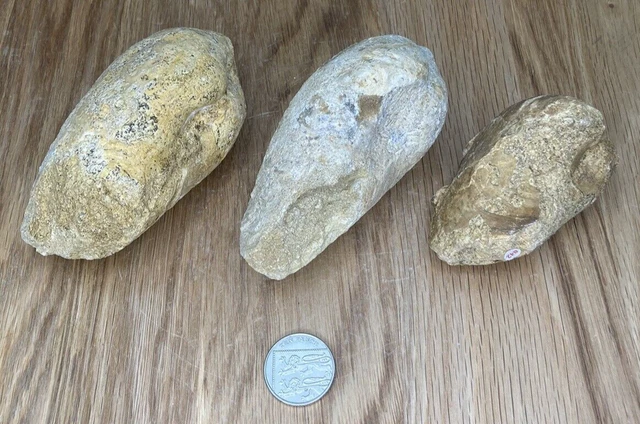 FOSSIL SPECIMEN COLLECTION, Pleuromya Bivalves, Set of 3, 84mm - 118mm ...