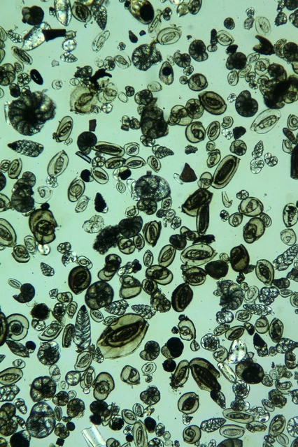 ANTIQUE MICROSCOPE SLIDE by Watson. Foraminifera from the Adriatic sea ...