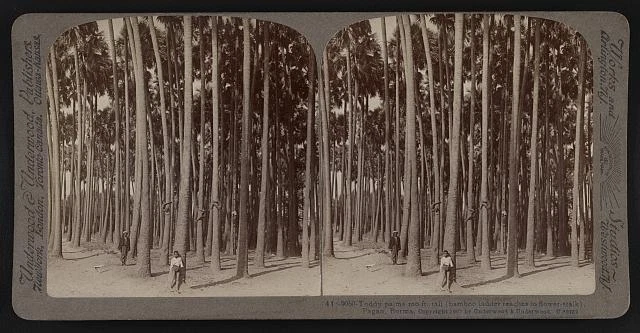 TODDY PALMS 100 ft tall bamboo ladder reaches to flower stalk, Pa - Old ...