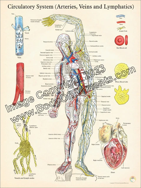 CIRCULATORY SYSTEM ARTERIES Veins Lymphatics Anatomy Poster 18" X 24 ...