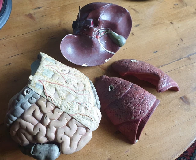 ANTIQUE ANATOMICAL TORSO Organs Plaster Model Anatomy Intestines Lungs ...