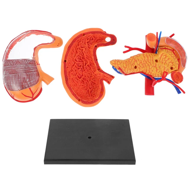 GASTRIC ANATOMY ANATOMICAL Science Models for Classroom £30.15 ...