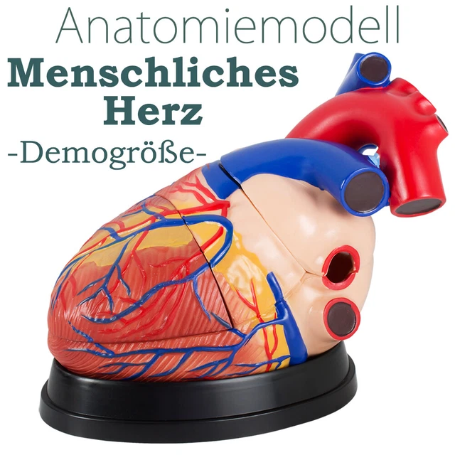 MODELO DE ANATOMÍA Corazon de hombre Cuerpo humano Anatómico Humano 34 ...