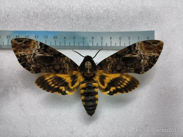 ACHERONTIA LACHESIS,THE GREATER death's head hawkmoth, set 4 specimens ...