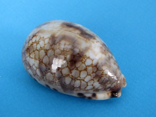 CYPRAEA HISTRIO 59,10 mm f+++ Madagascar " Beau spécimen " EUR 2,00 ...