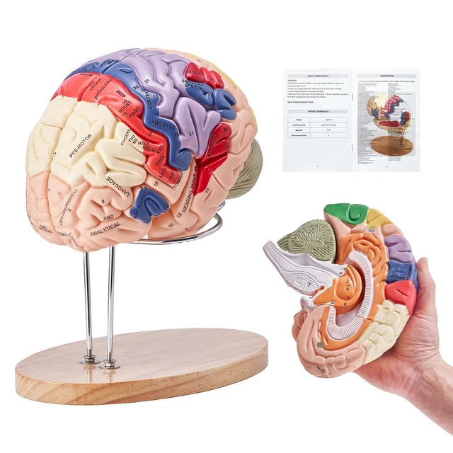 HUMAN BRAIN MODEL Anatomy Teaching Brain Model 4-Part Labeled 2X ...