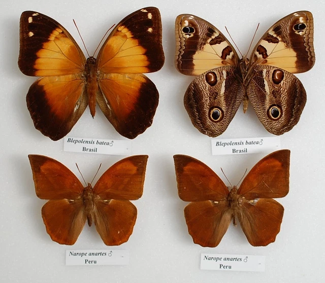 2 X MALE of Blepolensis betea = Brazil / Narope anartes =Peru £8.99 ...