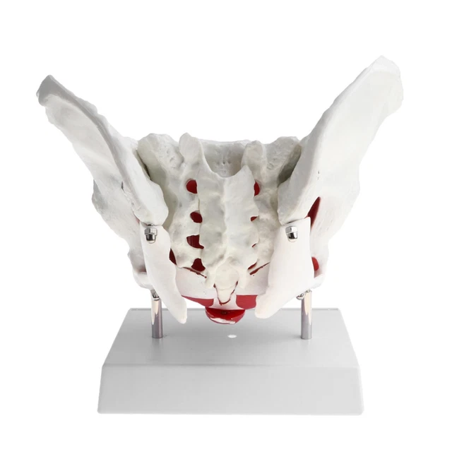 FEMALE PELVIS AND Pelvic Floor Muscle Model Uterus Pelvic Model 1:1 £68 ...