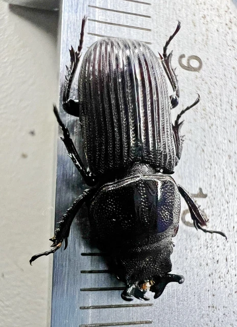 CERAMBYCIDAE LUCANIDAE COLEOPTERA Beetles Lucanus Nigidius Sp. Shenzhen ...
