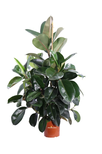 PIANTA DI FICUS Elastica Robusta Fico del Caucciù vera ornamentale da ...
