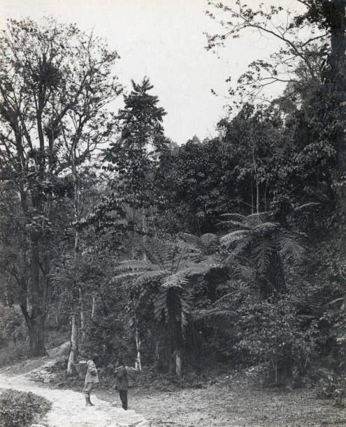 GIANT TREE FERNS at Rongli Mount Everest Expedition 1922 Old Photo $9. ...