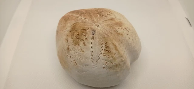 SEA URCHIN ECHINOID shell test Spatangus Purpureus large specimen 120mm ...