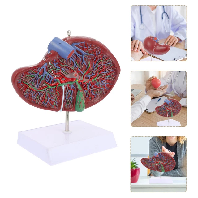 3D LIVER MODEL Human Study Model Liver Anatomy 3D Model Liver Teaching ...