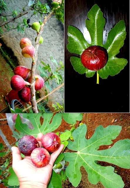 RARE FIGS* GENOVESE Nero Fig *Ficus Carica G.Nero* 35 fresh seeds EUR 4 ...