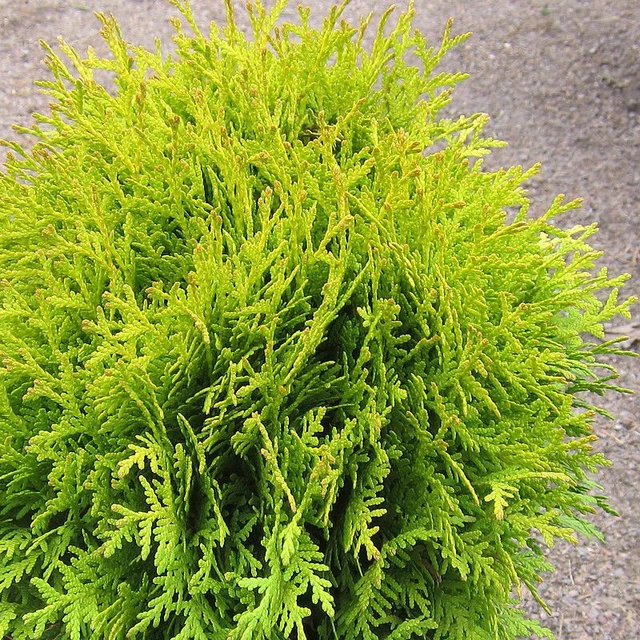 THUJA OCCIDENTALIS 'MIRJAM'® - Thuya du Canada nain doré EUR 8,80 ...