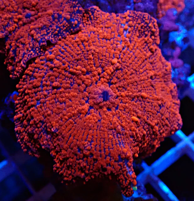 RARE AUSSIE SOLAR Flare Discosoma 1 Mushroom Shroom Coral-Marine Soft £ ...