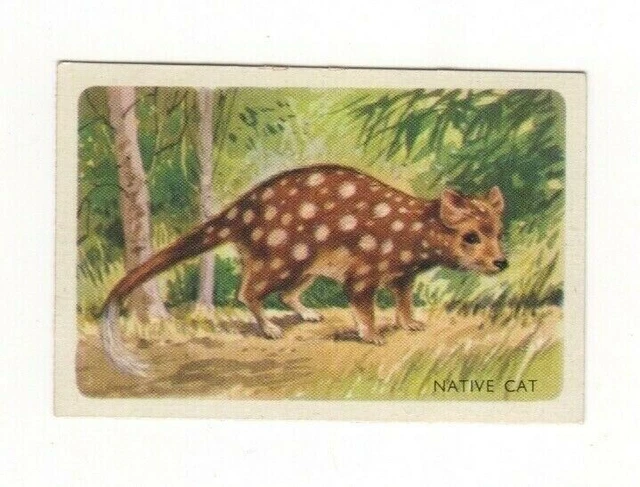 AUSTRALIAN ANIMAL TRADE card - Native cat EUR 3,64 - PicClick FR