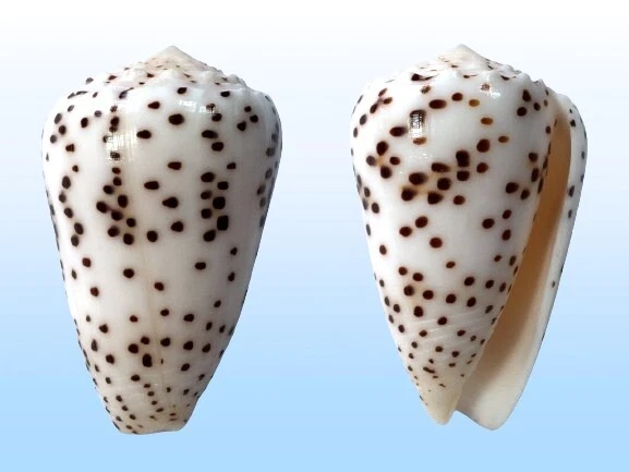 CONIDAE, CONUS PULICARIUS, Bohol, Philippines, 45 mm, TOP SPECIMEN EUR ...