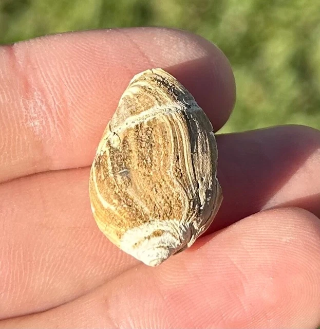 UK FOSSIL GASTROPOD Pseudoliva fissurata Blackheath Beds Eocene Age ...