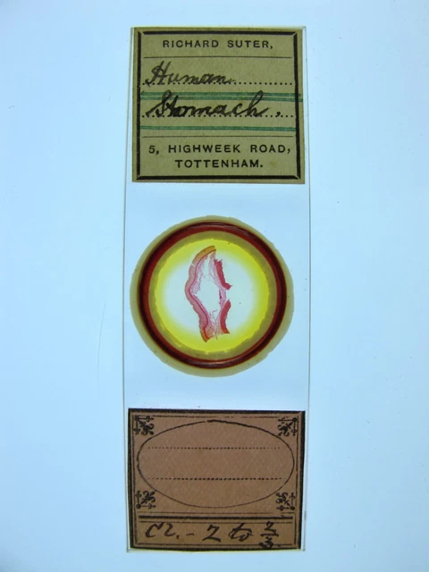 ANTIQUE MICROSCOPE SLIDE by Richard Suter. "Human Stomach". £5.00 ...