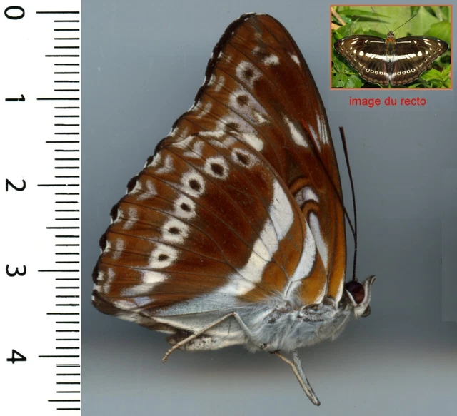 NYMPHALIDAE - ATHYMA ASURA ASURA - Entomologie . insecte 1648F EUR 6,50 ...