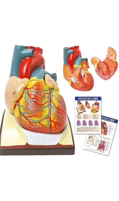 HUMAN HEART MODEL Life Size Medical Heart Model For Anatomy, 2 Part ...