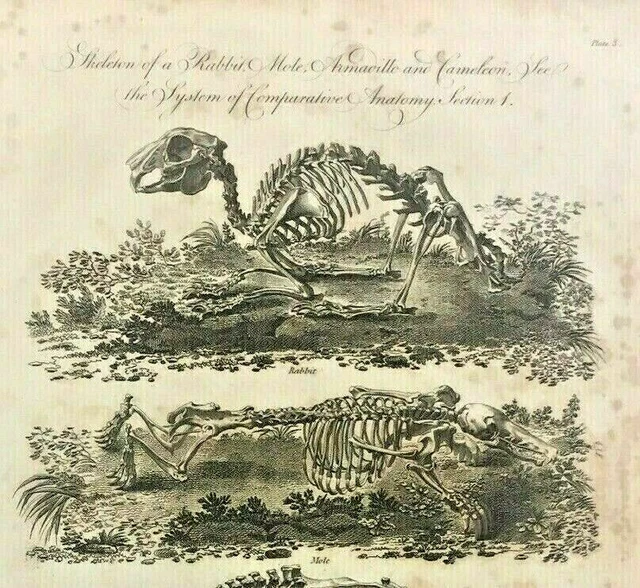 ANIMAL BIOLOGY ANATOMY Antique Engravings Armadillo Mole Cameleon ...