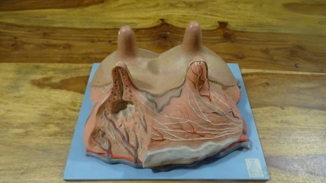 RARE ANATOMIE VACHE Pis Mamelle Ecorche Cabinet Curiosite Veterinaire ...