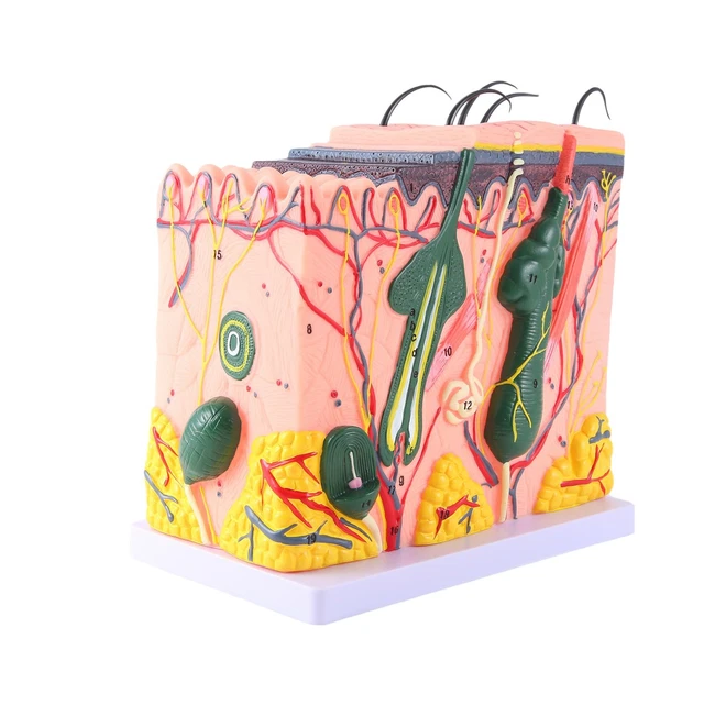 SKIN MODEL SKIN Hair Structure Enlarged Model Anatomy Model ...