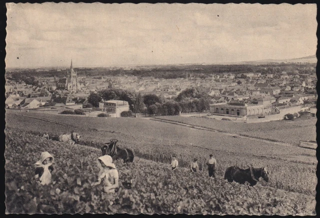 CHAMPAGNE POMMERY-GRENO CUEILLETTE des raisins noirs à AY près REIMS ...