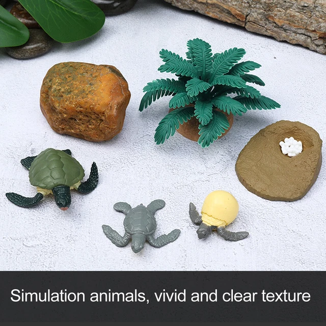 (TORTOISE LIFE CYCLE)ANIMAL Life Cycle Model Life Cycle Learning ...