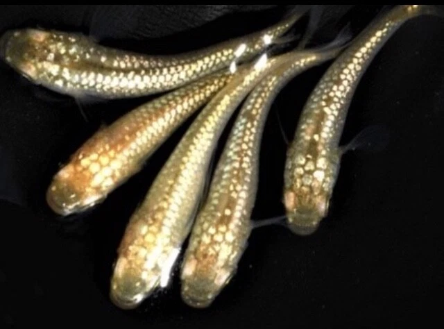 RICE FISH 30 eggs japan tropical medaka aquarium killifish fish ...