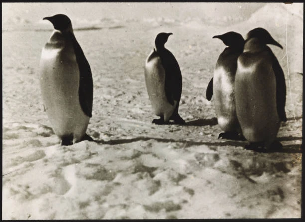 FOUR EMPEROR PENGUINS who approached the ship on October 15 early 1900 ...