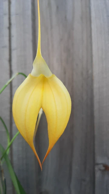 ORCHID MASDEVALLIA Falcata Gold Digger In Bloom * $69.99 - PicClick AU
