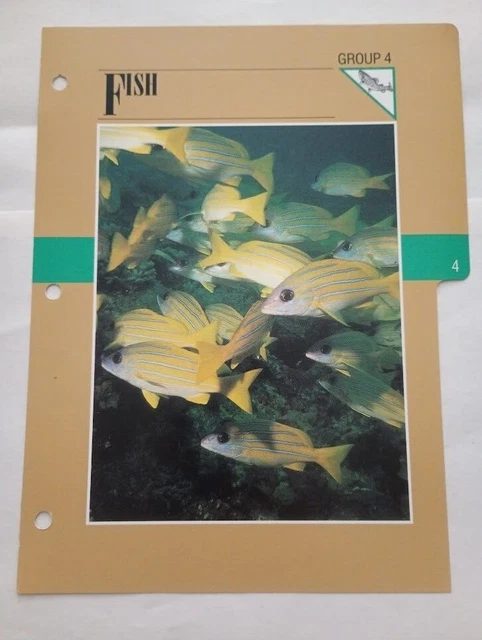 WILDLIFE FACT-FILE FISH Group 4 Divider $5.00 - PicClick