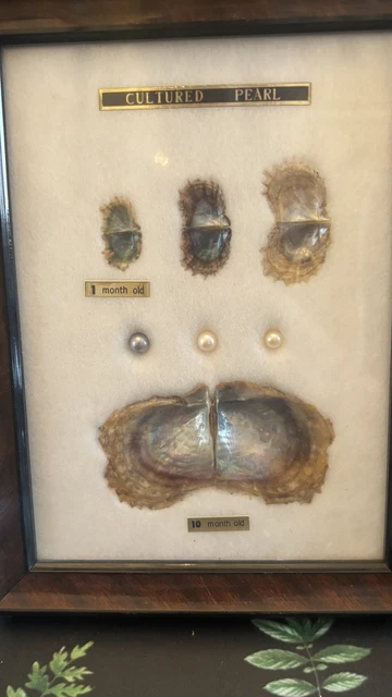 VINTAGE JAPANESE CULTURE Pearl Specimen Framed £75.56 - PicClick UK