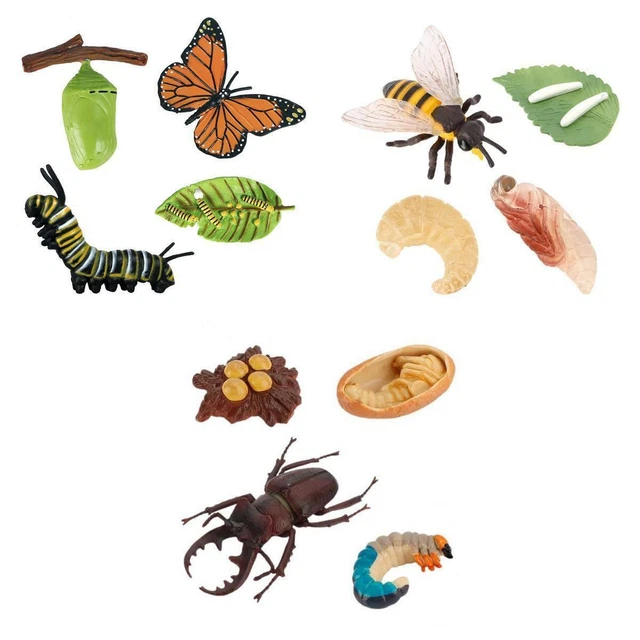 PLASTIC NATURE INSECTS Bugs Life Cycle Model Child Learning Imagination ...
