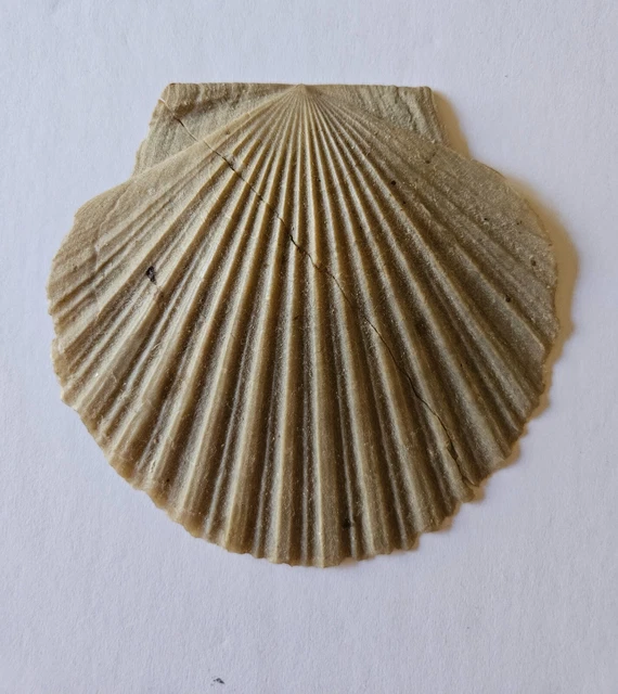 FOSSIL PECTEN SCALLOP shell - Oppenheimopecten vogdesi, Pleistocene ...